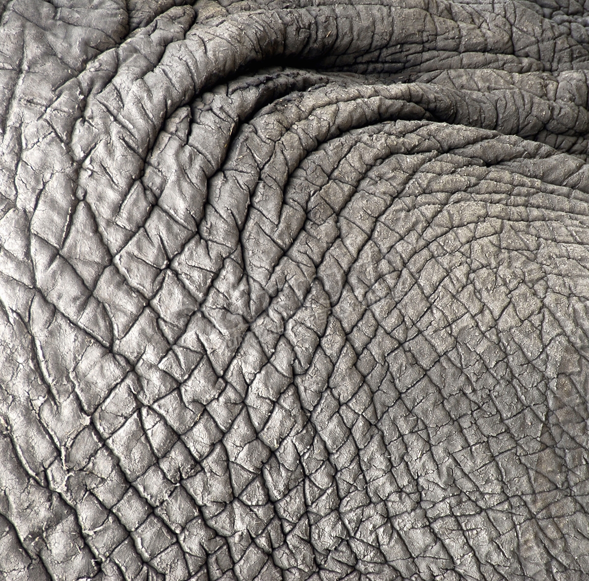 Elephant’s Wrinkly Gray Skin - Pickawall