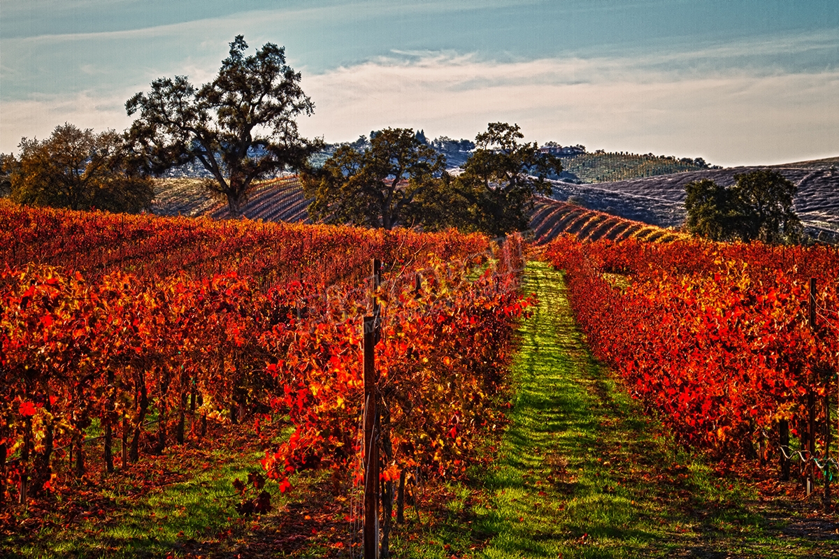 Rows of red grapevines - Pickawall