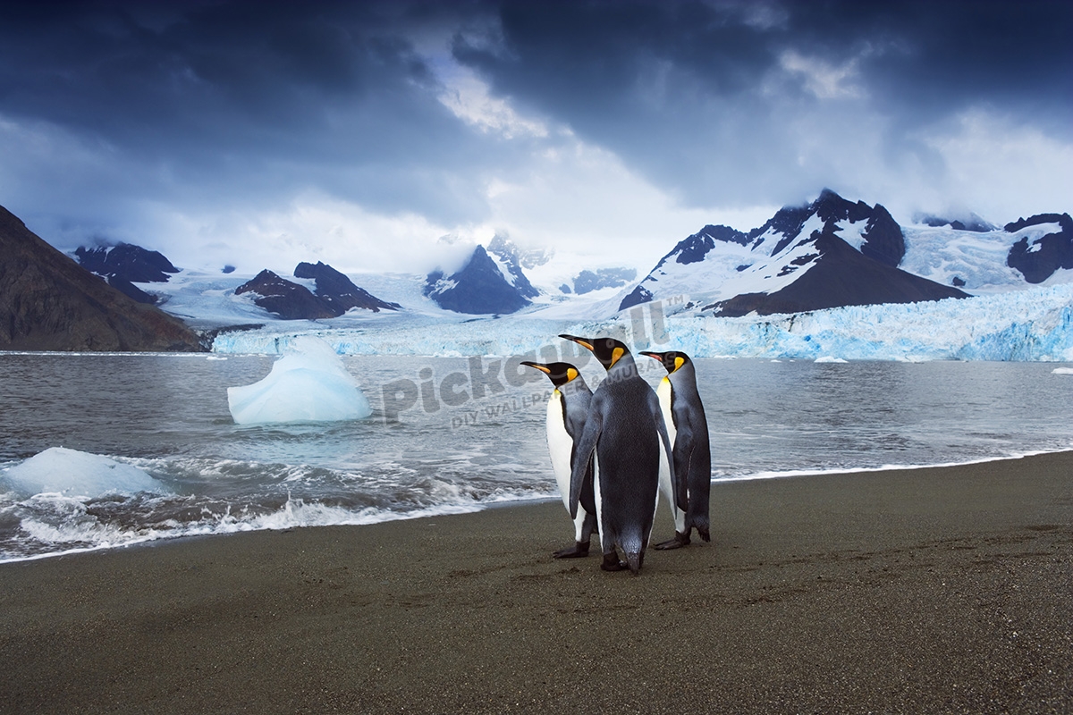 Penguin’ - Pickawall