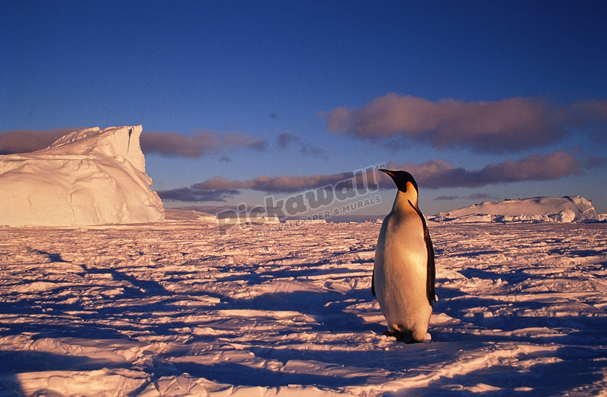 Emperor Penguin Cape Darnley Antarctica - Pickawall