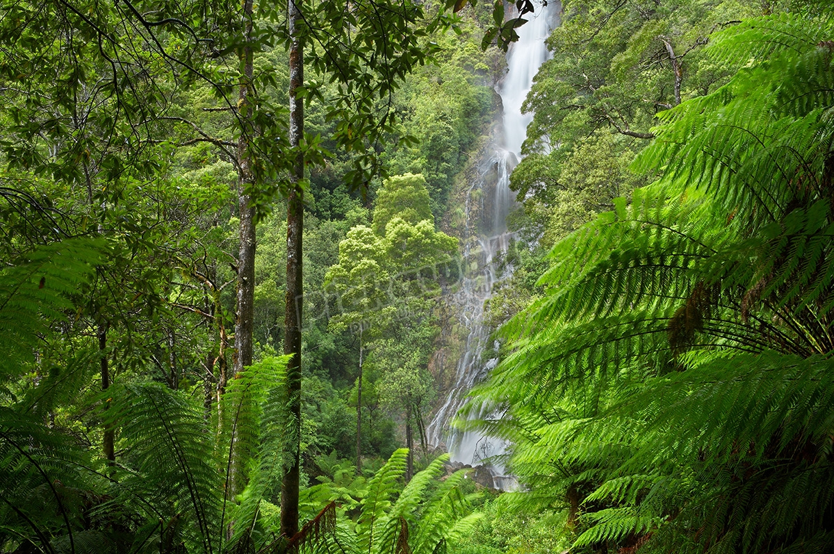Montezuma Falls - Pickawall
