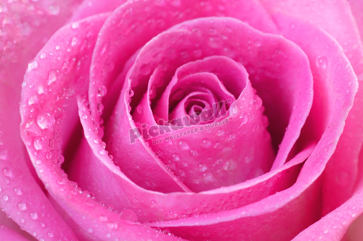 Little Girl Pink Roses