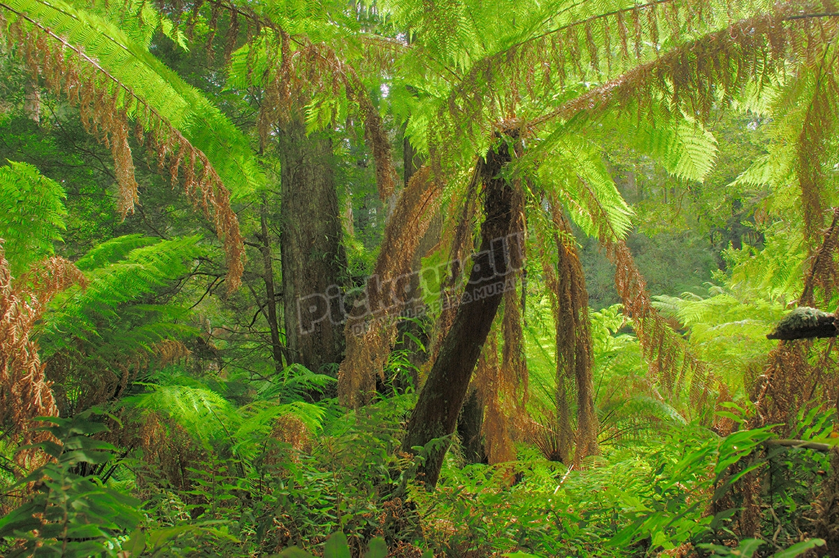 Rainforest with Tree fern Atherton Tablelands Queensland Australia ...