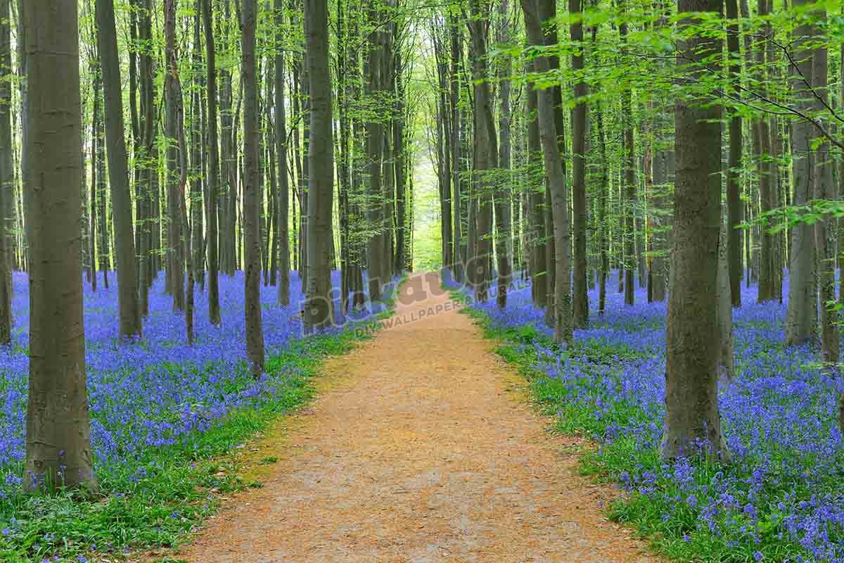 Path through Beech Forest - Pickawall