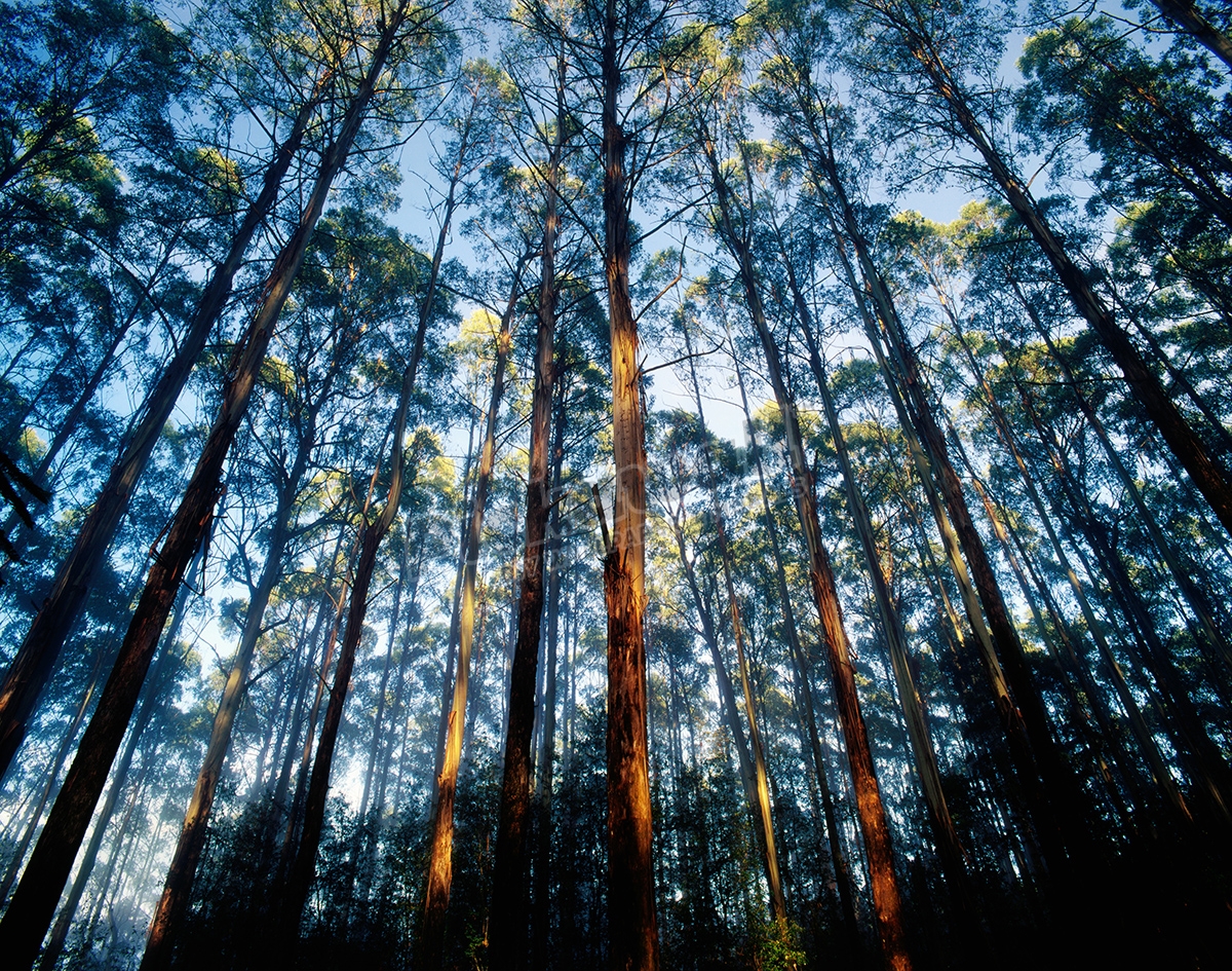Mountain ash forest in Black Spur, Australia - Pickawall