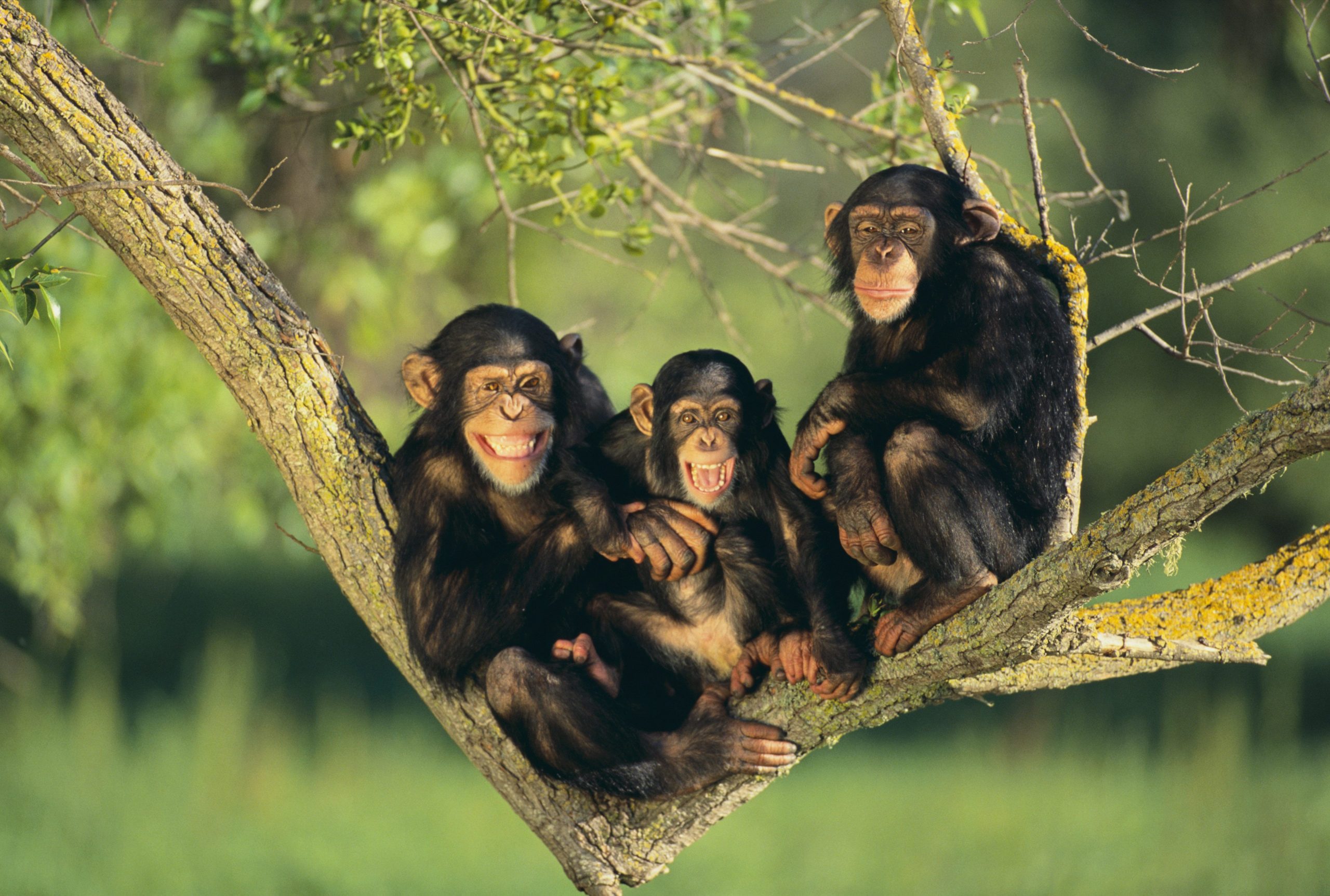 Three Chimpanzees - Pickawall